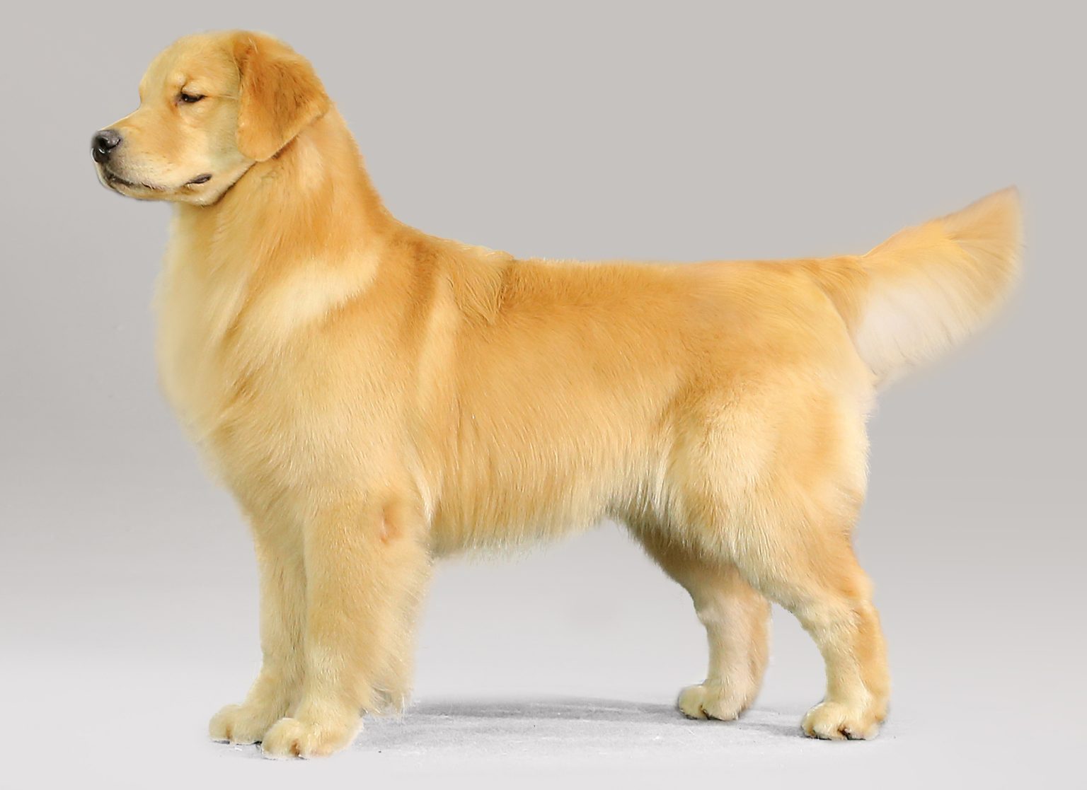 ฟาร์มสุนัขโกลเด้น Golden Future | อันดับต้นๆของประเทศไทย