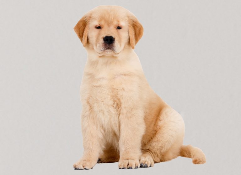 ฟาร์มสุนัขโกลเด้น Golden Future | อันดับต้นๆของประเทศไทย