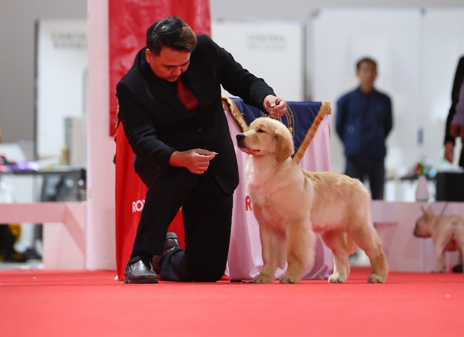 ฟาร์มสุนัขโกลเด้น Golden Future | อันดับต้นๆของประเทศไทย
